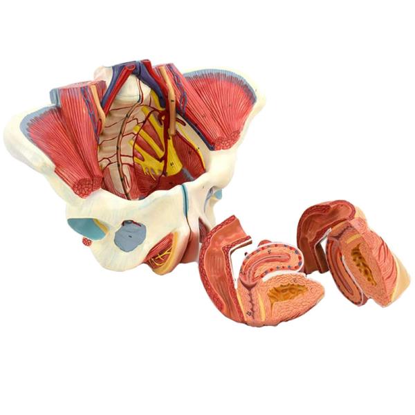 China Training 20cm Female Pelvic Anatomy Model With Genital Vascular ...