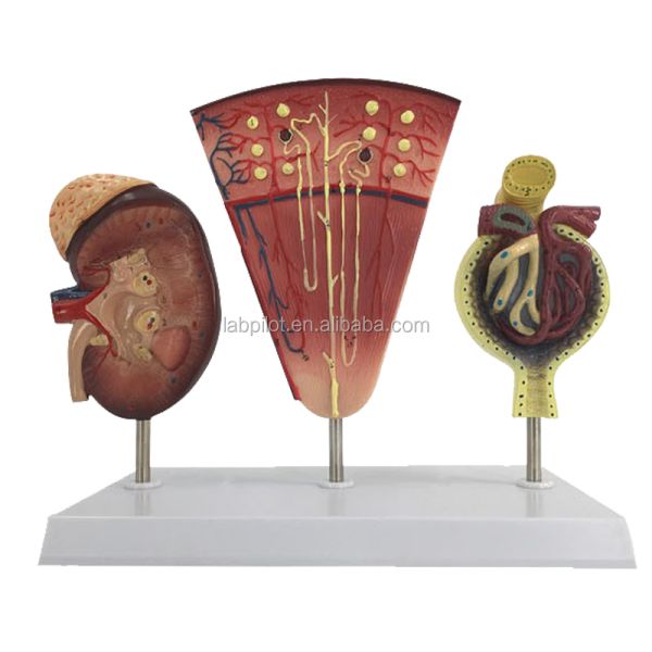 China Human Urinary System Model for Teaching Detailed Kidney Nephron ...