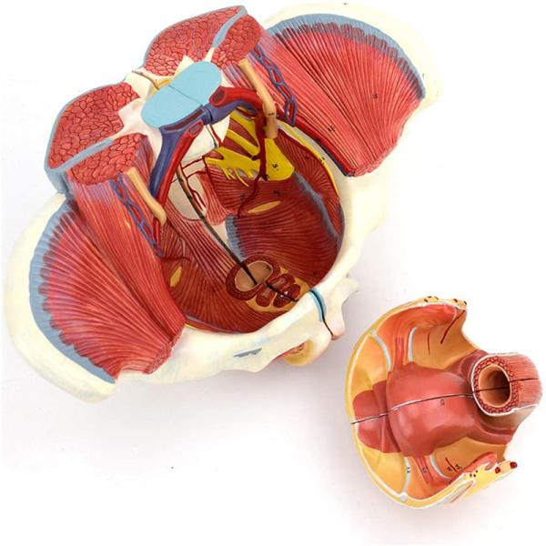 China Training 20cm Female Pelvic Anatomy Model With Genital Vascular ...