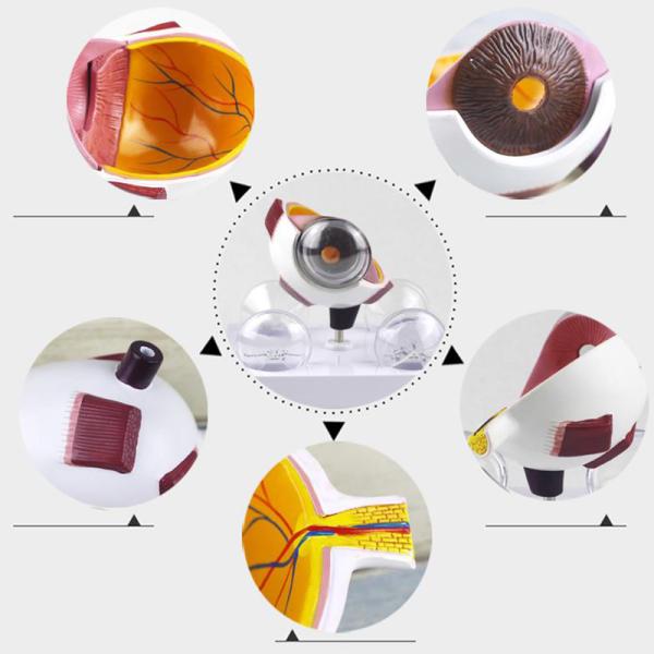 China Human Eyeball Cataract Anatomy Medical Science Human Eye Anatomy ...