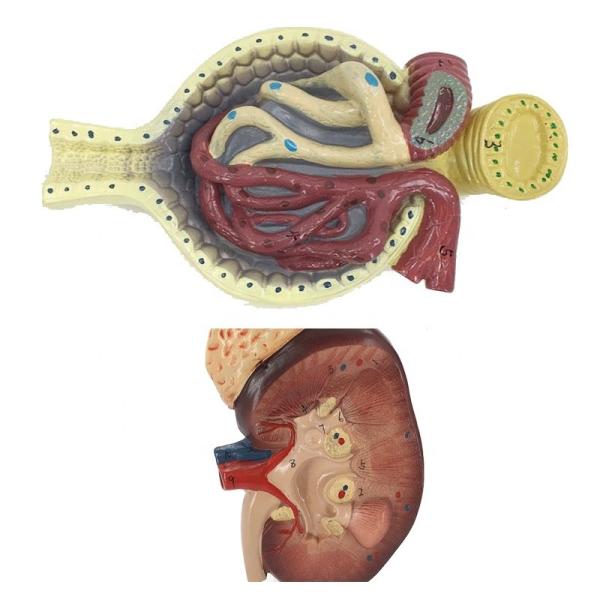 China Human Urinary System Model for Teaching Detailed Kidney Nephron ...