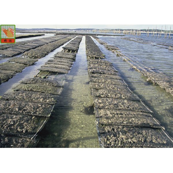 China Heavy Duty Extruded Aquaculture Netting Oyster Mesh HDPE ...