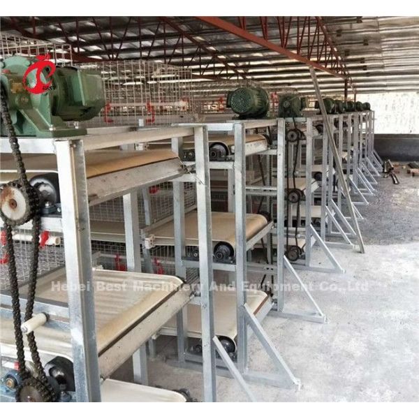 China 380V Poultry Chicken Farm Scraper And Belt Automatic Manure ...